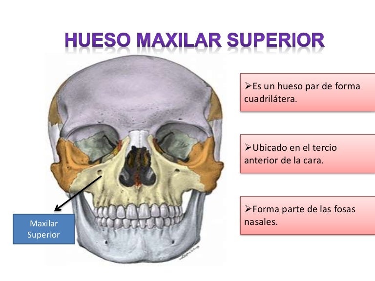Anatomia Del Seno Maxilar Pdf | Seno maxilar: anatomía y estructura – HXXCM