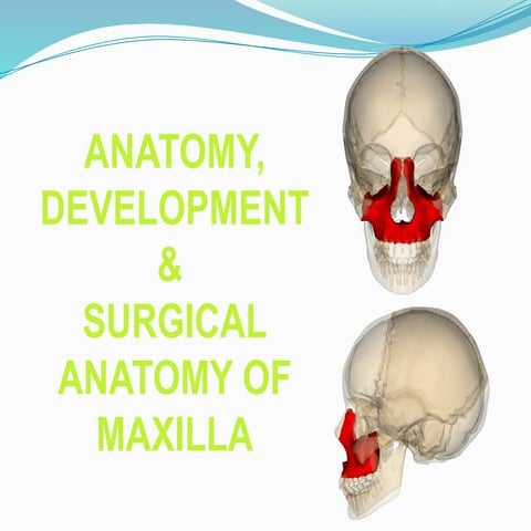 Surgical Anatomy Of Maxilla Frontiers | Aesthetical And Accuracy