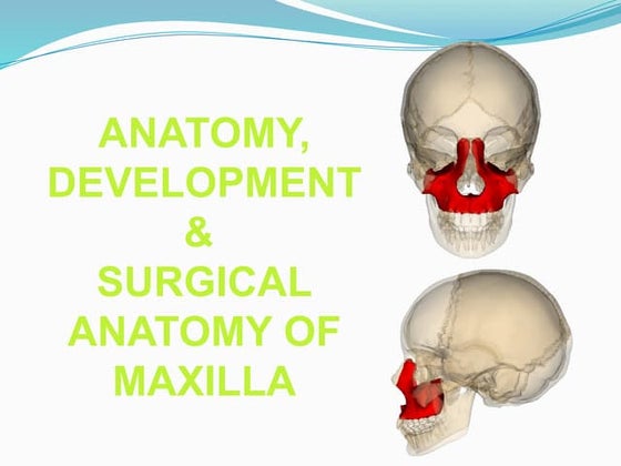 Lateral View And Maxilla Of The Skull Anatomy | PPTX
