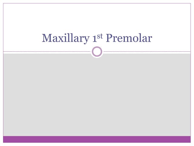 PERMANENT MAXILLARY CANINE | PPTX
