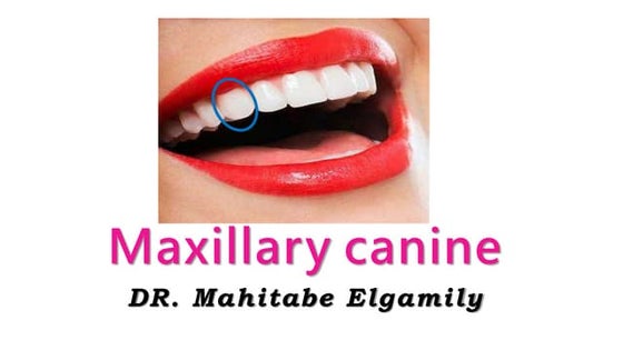 Permanent Maxillary & Mandibular Canine | PPTX | Dental Health ...