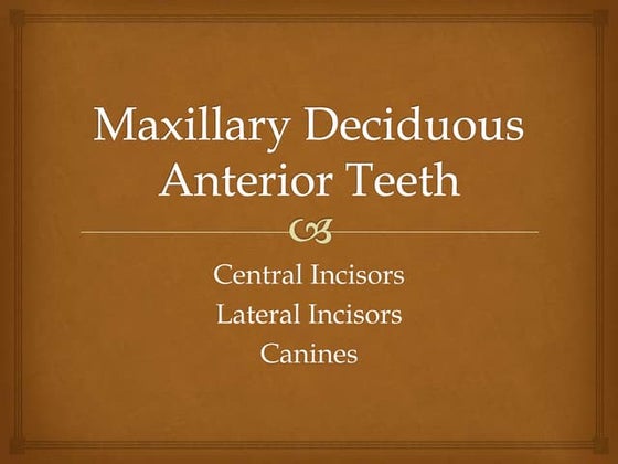 morphology of maxillary & mandibular canine teeth | PPT