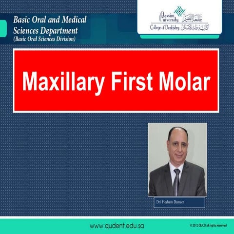 Upper First Molar | PPT