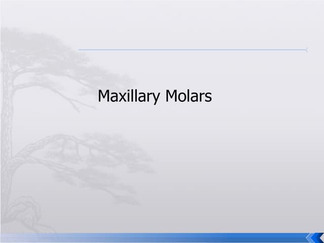 morphology of maxillary & mandibular canine teeth | PPT