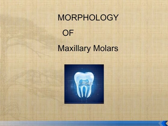 Molar Morphology Howard Farran On X: "Dental Anatomy Maxillary Right