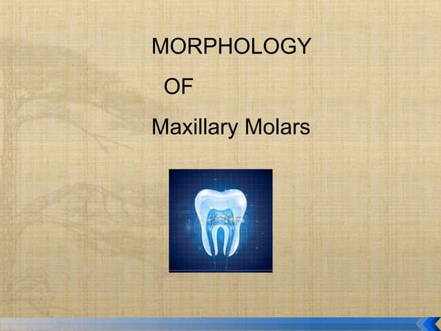 The Permanent Maxillary First Molar | PPT