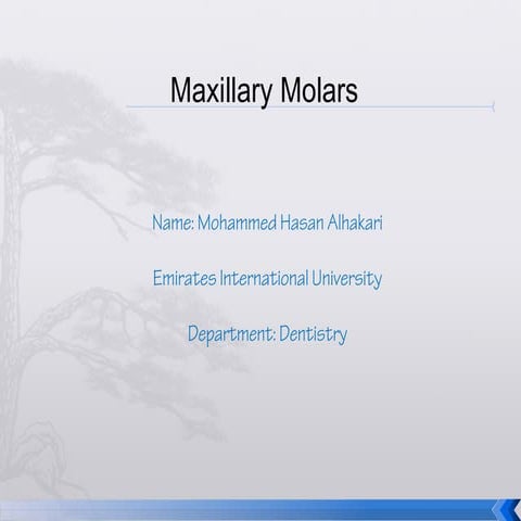 Maxillary molars | PPT