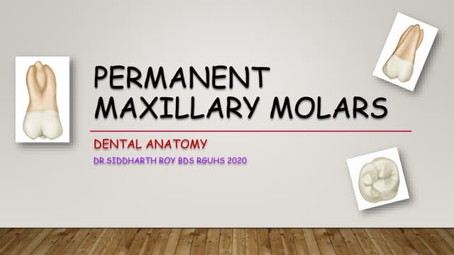 Permanent mandibular first premolar | PPTX