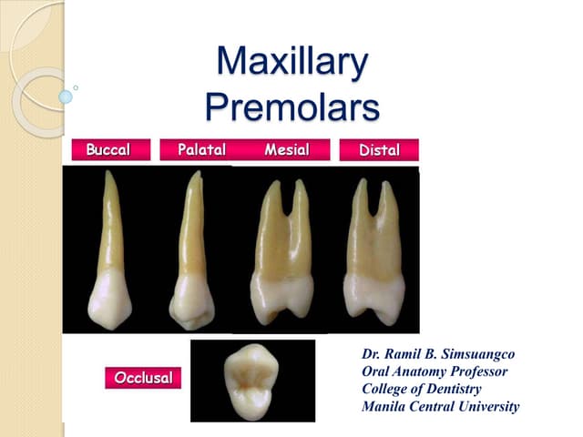 Permanent Maxillary 1st premolar | PPTX