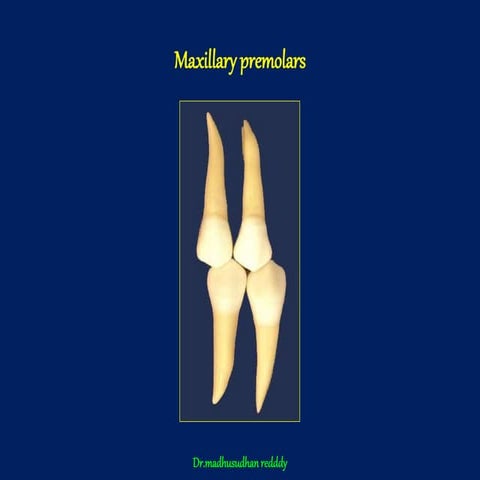 Maxillary second premolar | PPTX