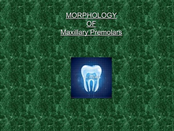 morphology of Maxillary central and lateral incisors teeth | PPT | Dental Health | Diseases and ...