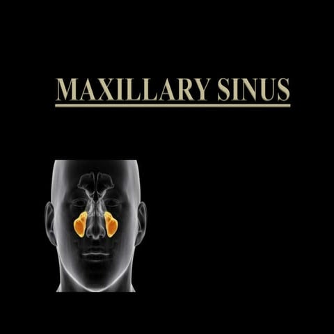 maxillarysinus and antrum of highmore.pptx