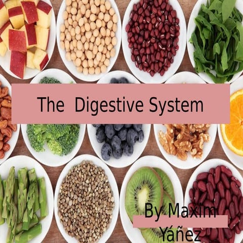 Maxim digestive system | PDF