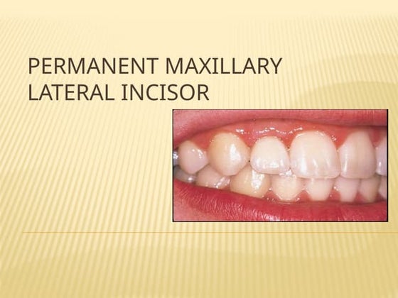 Permanant Maxillary Lateral Incisor | PPTX