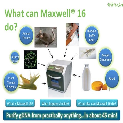 Maxwell 16 Interactive Compressed | PPS