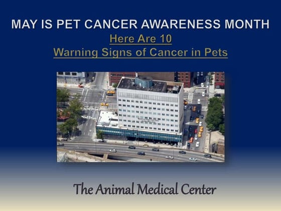 cancer brochure | PPT