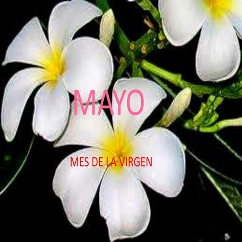 Mayo | PPTX