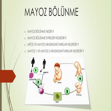 Mayoz bölünme slayt 2 | PDF