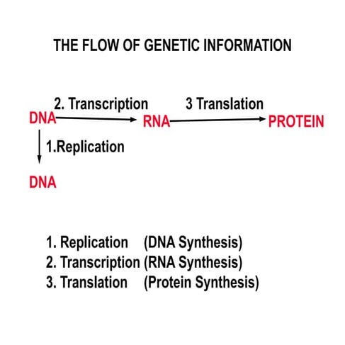 MBB311 Lecture 1 2024.powerpoint presentation | PPTX