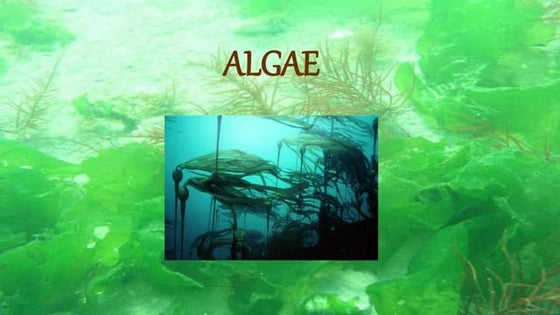 Morphology structure and function of algae.pptx