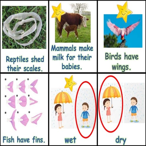 MC-L3-U5-LC2-11 Lesson 11 Fish, Reptiles 11 flashcards | PPT