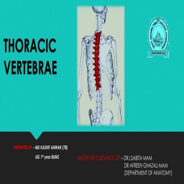 Comprehensive Anatomy of Thoracic Vertebrae: Structure, Function, and ...