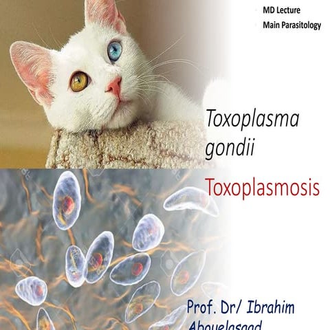 MD Lecture Toxoplasma.ppsx