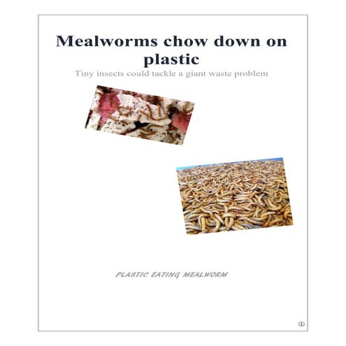 Mealworms chow down on plastic | PDF