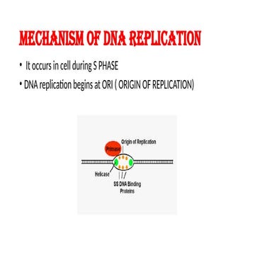 MECHANISM OF DNA REPLICATION.pptx thydrhtydrrdhdytr | PPTX