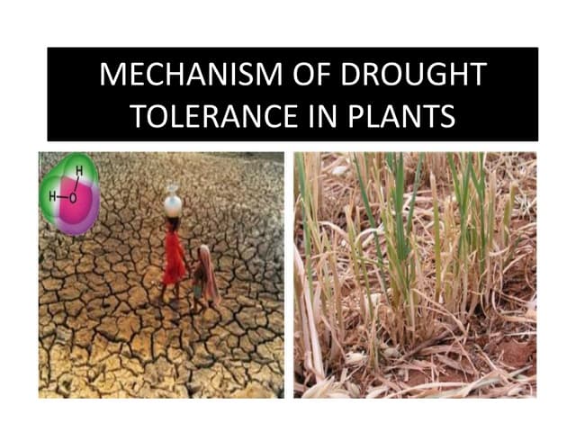 Drought tolerance in crops | PPTX