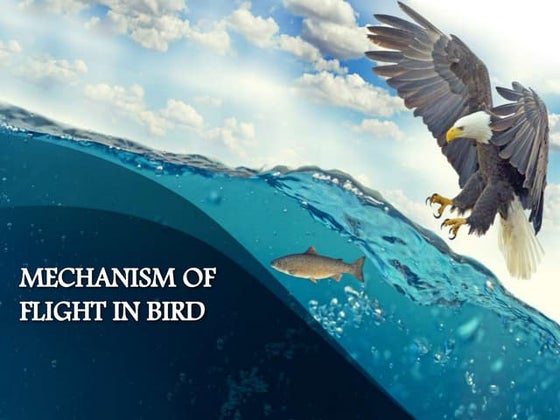 Flight adaptations in birds | PPT