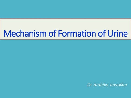 Urine formation | PDF