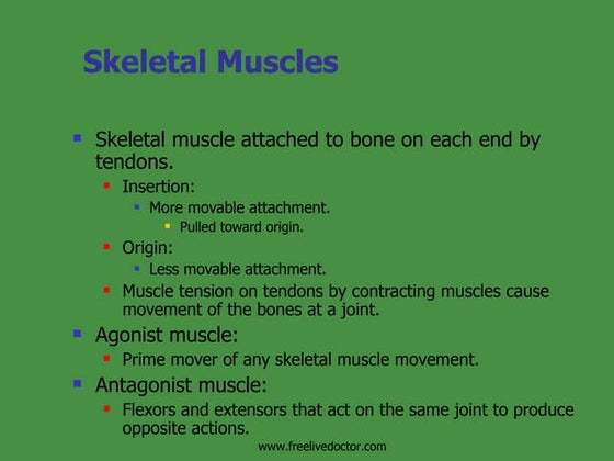Mechanism of muscle contraction | PPTX | Biological Sciences | Science