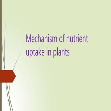 mechanism of nutrient uptake in plants-.pptx