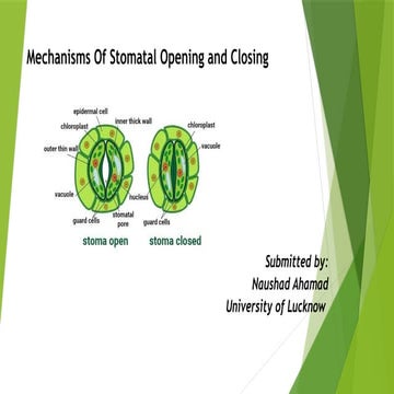 Mechanisms Of Stomatal Opening and Closing.pptx