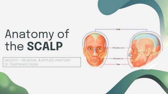 Anatomy of the Scalp | PPTX | Death, Injury, or Military Conflict ...