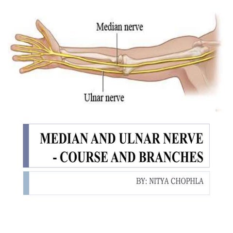 ANATOMY OF MEDIAN AND ULNAR NERVE AND APPLIED ANATOMY | PPT
