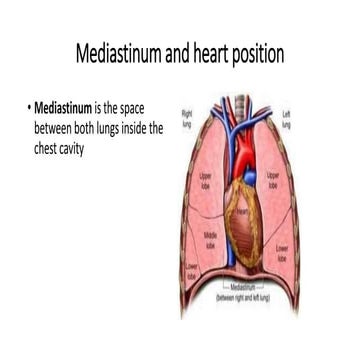 Mediastinum and heart position | PPT