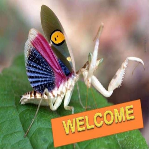 Medical Entomology - The role of insects in human medicine | PPTX