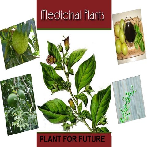 Medicinal plants | PPT