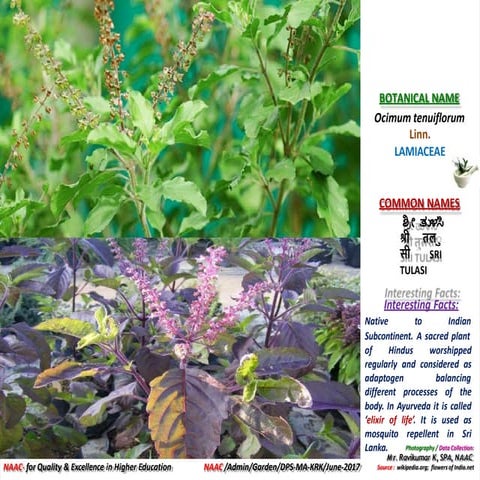 MEDICINAL PLANTS INFORMATION AND THEIR USES | PPTX