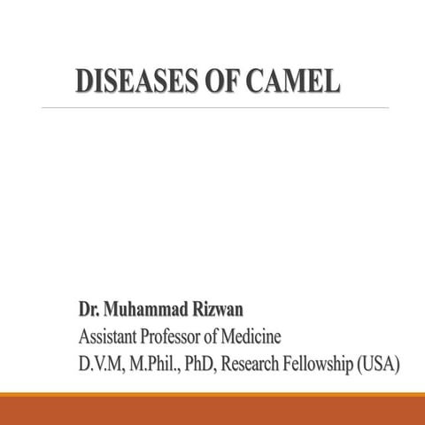 MEDICINE- Camel diseases commonly observed | PDF