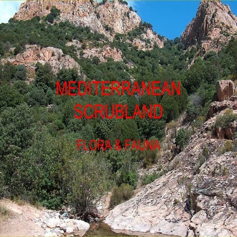 Mediterranean scrub flora & fauna | PPT