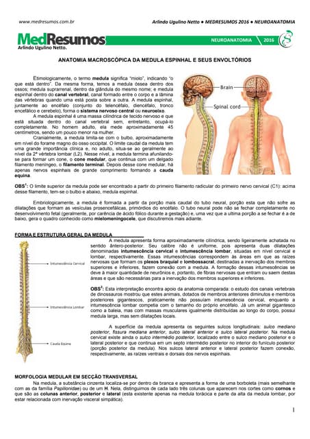 Medresumos 2016 Neuroanatomia 09 Estrutura E Funções Do Cerebelo Pdf