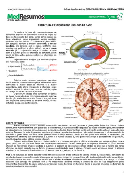 Medresumos 2016 Neuroanatomia 09 Estrutura E Funções Do Cerebelo Pdf