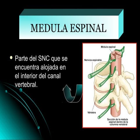 Medula anatomia | PPT