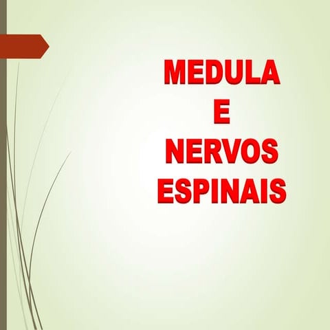 MEDULA E NERVOS ESPINAIS modificada (2).ppt