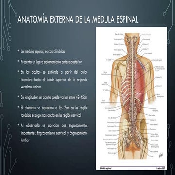 Anatomía de la medula espinal | PPT
