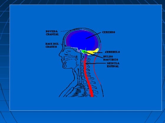 Homúnculo cortical o de Penfield. corteza motora y somatosensorial.pptx ...