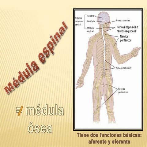 Medula espinal | PPTX